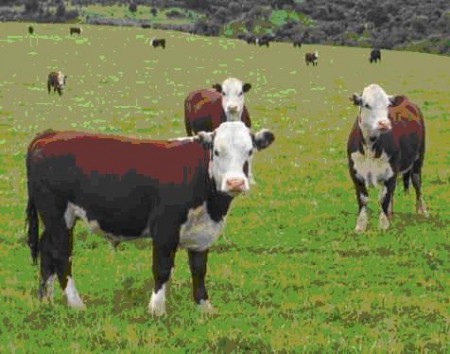 CARGA ANIMAL :: La Tasación una CIENCIA